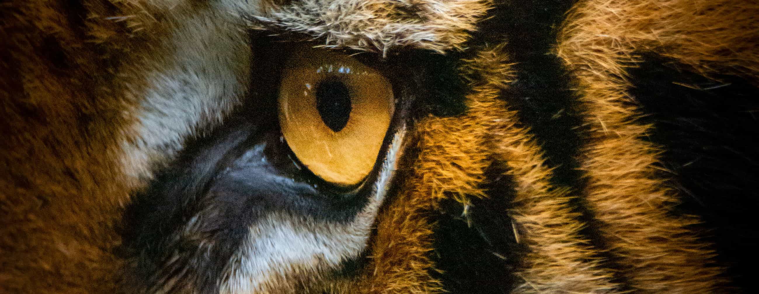 Two Tiger Teams on the Start! | Trimble Modus Design System