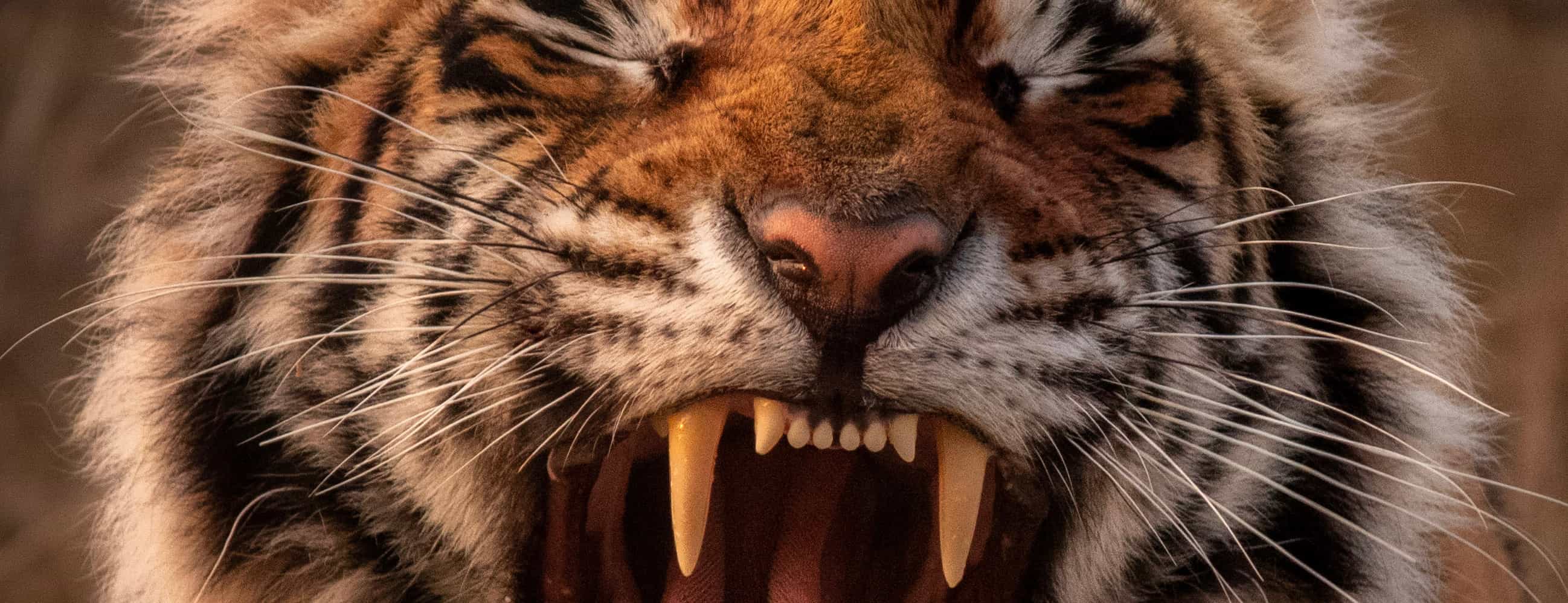 Be a User Profile Menu Tiger! | Trimble Modus Design System